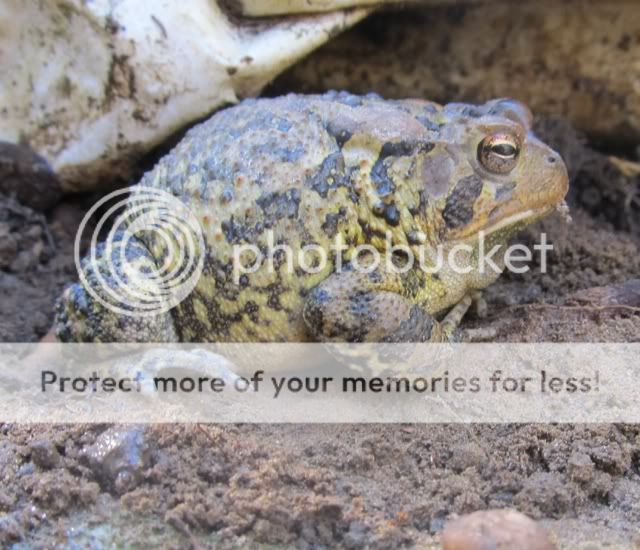 I call random - Field Herp Forum